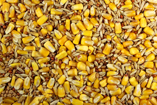 High Octane – Leach Grain & MIlling