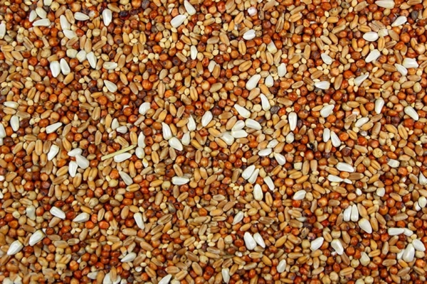 Pigeon Pellets 22.00% – Leach Grain & MIlling