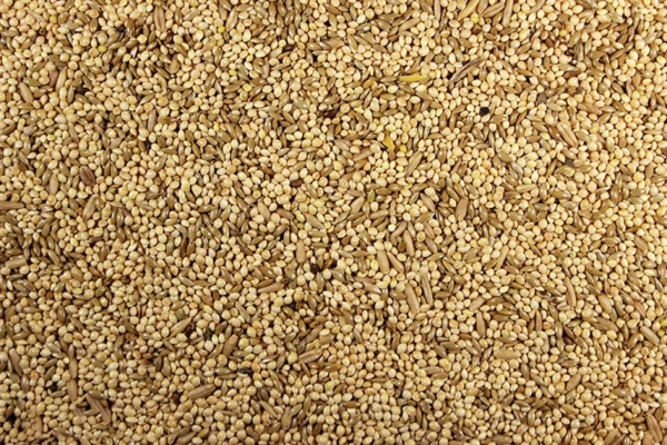 Parrot – Leach Grain & MIlling