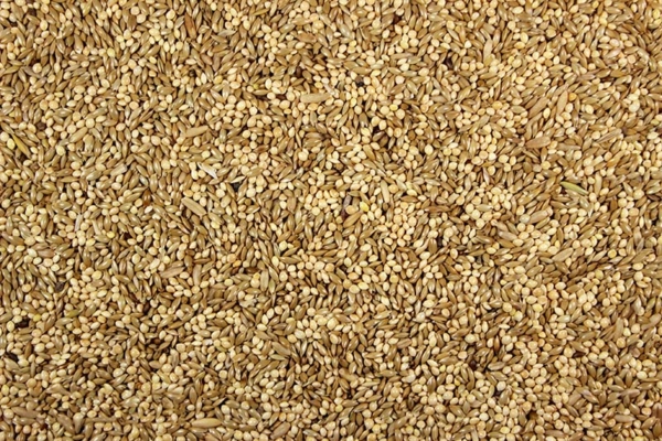 Parrot – Leach Grain & MIlling