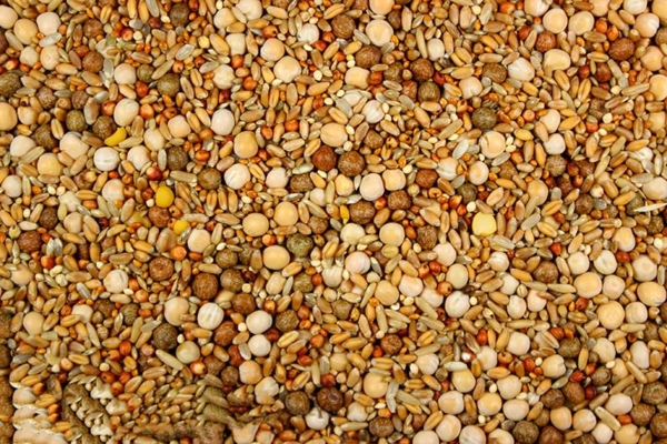 Pigeon Pellets 22.00% – Leach Grain & MIlling