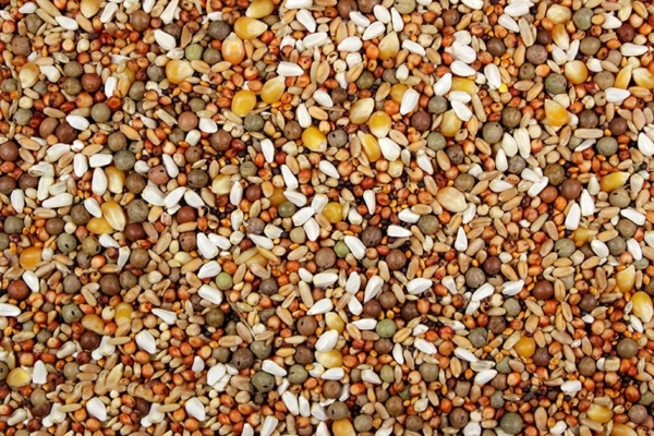 Breeder Conditioner 17.50% – Leach Grain & MIlling